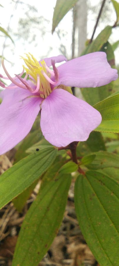 Uncared for Flowers are so Beautiful Stock Image - Image of beautiful ...
