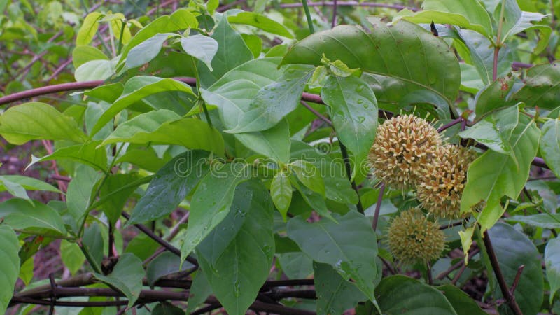 Uncaria gambir stock image. Image of commodities, contained - 265058351