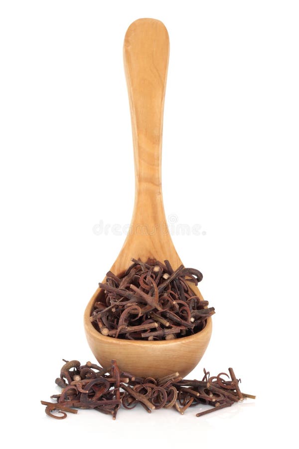 Uncaria Stem with Hooks stock image. Image of natural - 18599667