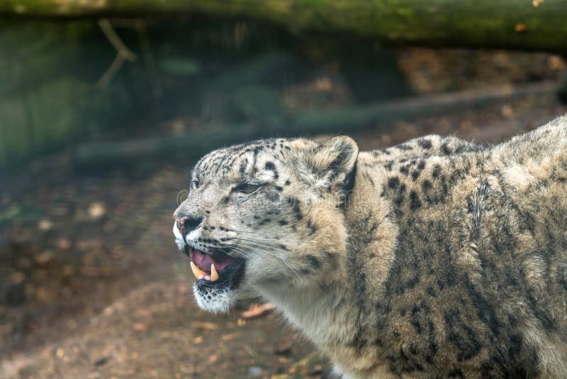 Uncia De La Onza, Del Panthera, Natural Grande Del Gato A Las ...