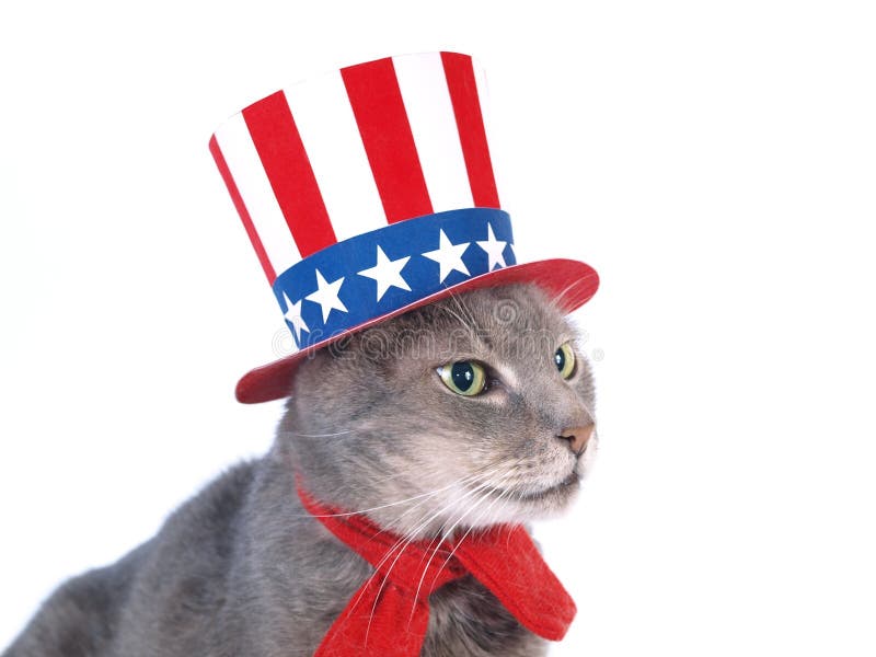 Uncle Sam cat stock photo. Image of eyes, nose, striped - 8287064
