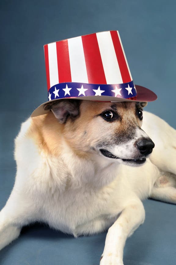 Uncle Sam Dog. stock image. Image of mammal, enjoying - 20913461