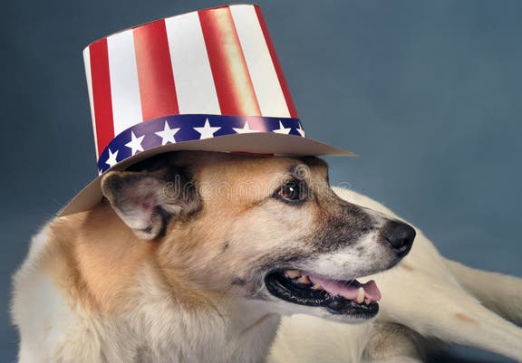 Uncle Sam Dog. stock image. Image of shepard, face, domestic - 20913475