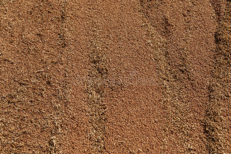 Uncleaned Unsorted Grain with Debris after Being Harvested by a Combine ...