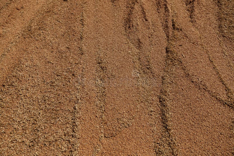 Uncleaned Unsorted Grain with Debris after Being Harvested by a Combine ...