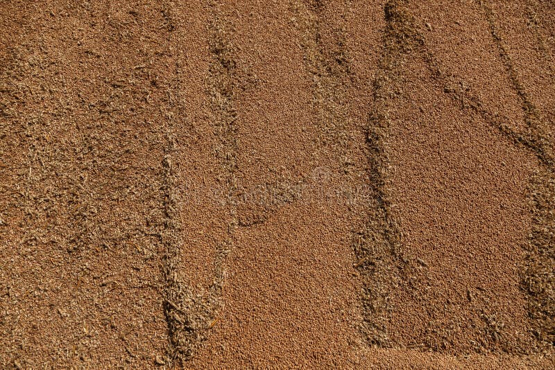 Uncleaned Unsorted Grain with Debris after Being Harvested by a Combine ...