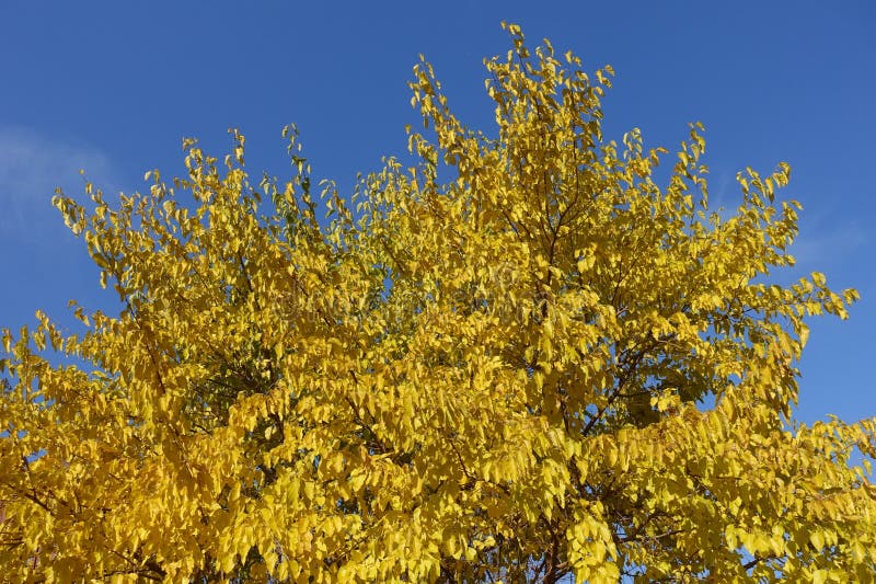 Unclouded Blue Sky and Autumnal Foliage of Mulberry in October Stock ...