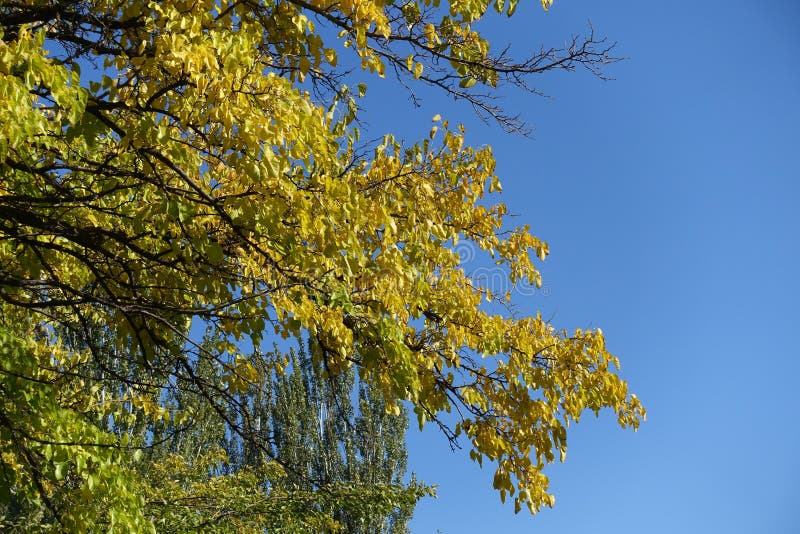 Unclouded Blue Sky and Branches of Mulberry with Autumnal Foliage Stock ...