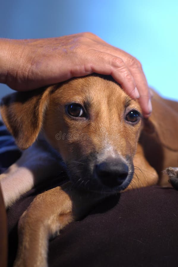 Unconditional Love stock image. Image of acceptance, bandana - 13281805