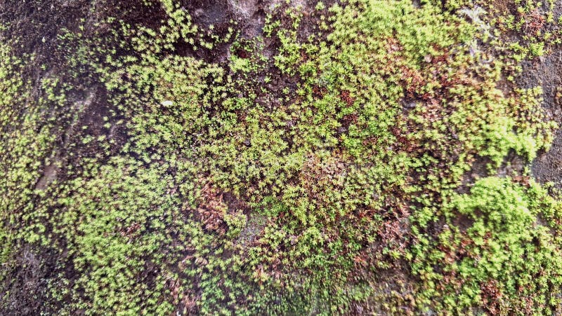 Uncontrolled Moss Growth on Building Wall. Causes Long-Term Damage ...