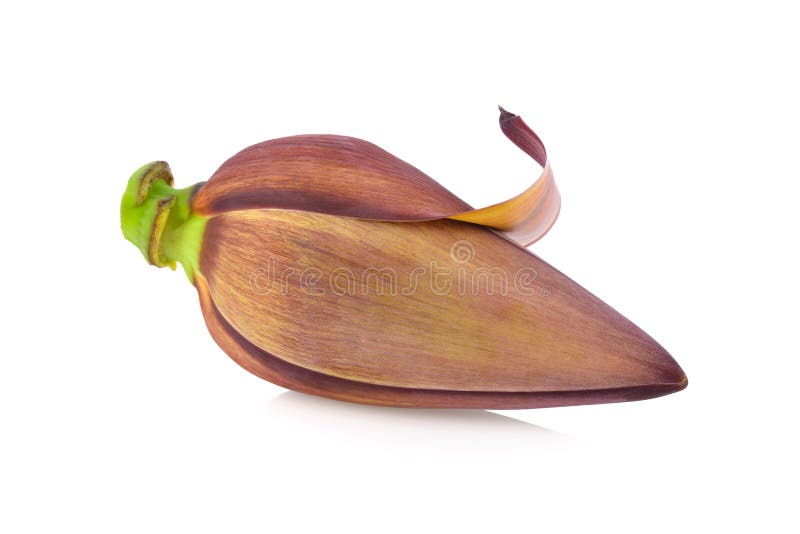 Uncooked Banana Blossom on White Background Stock Photo - Image of ...