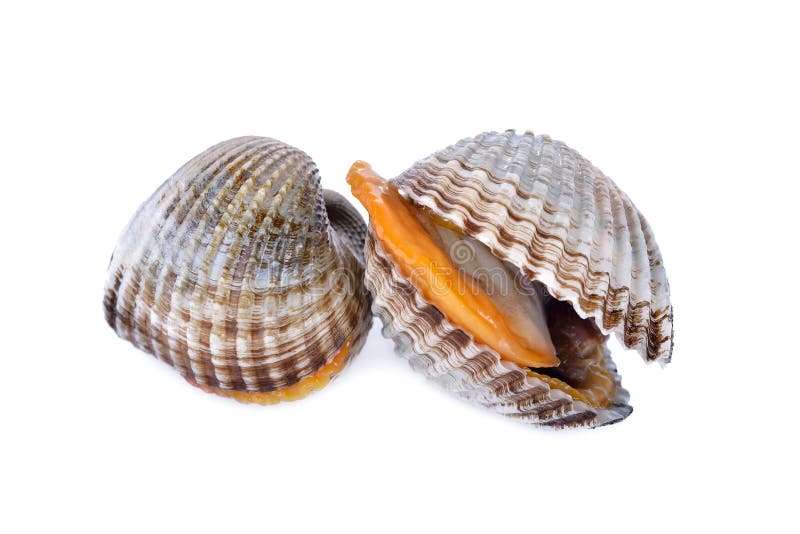 Uncooked Blood Cockle Ark Shell White Background Stock Photos - Free ...