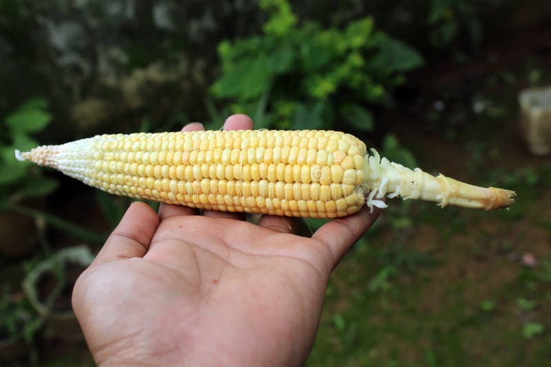 Uncooked Corn on Hand stock image. Image of look, handle - 125061579
