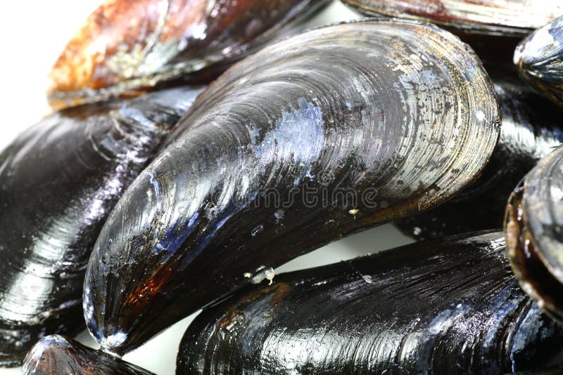 Uncooked Mussels stock image. Image of crustacean, muscles - 7088947