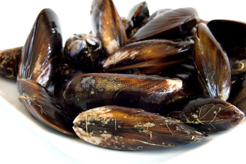 Greenshell mussels stock photo. Image of zealand, fishing - 13587134