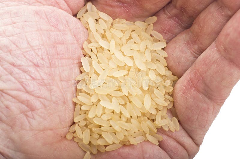 Uncooked rice stock photo. Image of farming, natural - 50280402