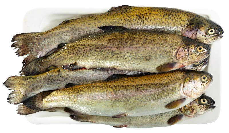 Silver trout stock image. Image of fresh, silver, cold - 39772483