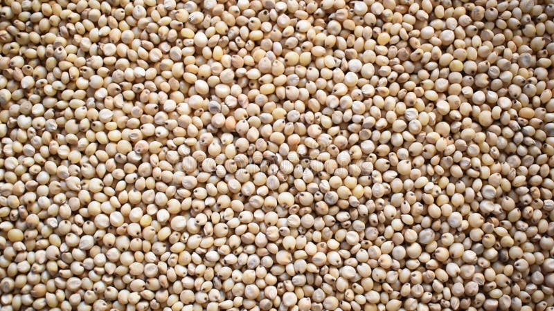 Jowar or Sorghum, Jowar Grain Sorghum Crop Farm, Millet Farm Stock ...