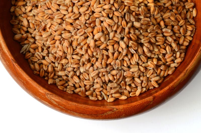 Uncooked wheat grain stock photo. Image of bunch, meal - 68470600