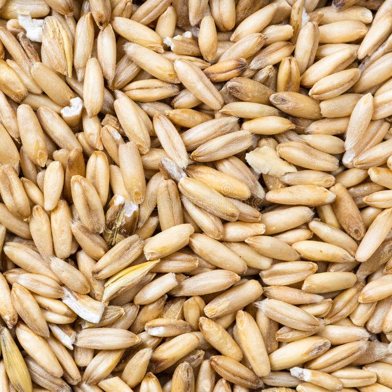 Uncooked Whole-grain Oat Groats Close Up Stock Photo - Image of square ...
