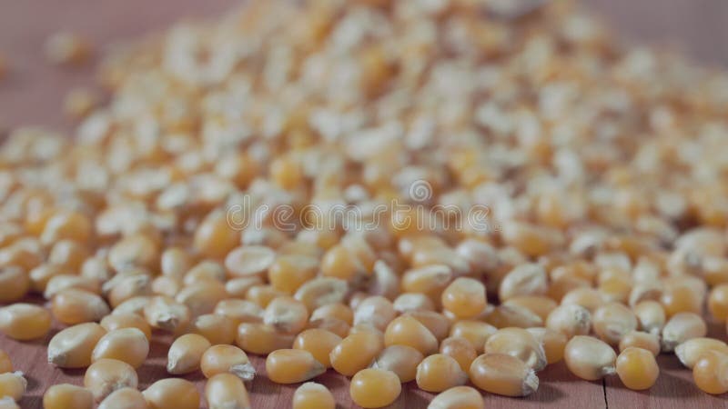 Uncooked yellow corn seeds stock footage. Video of seed - 326089180
