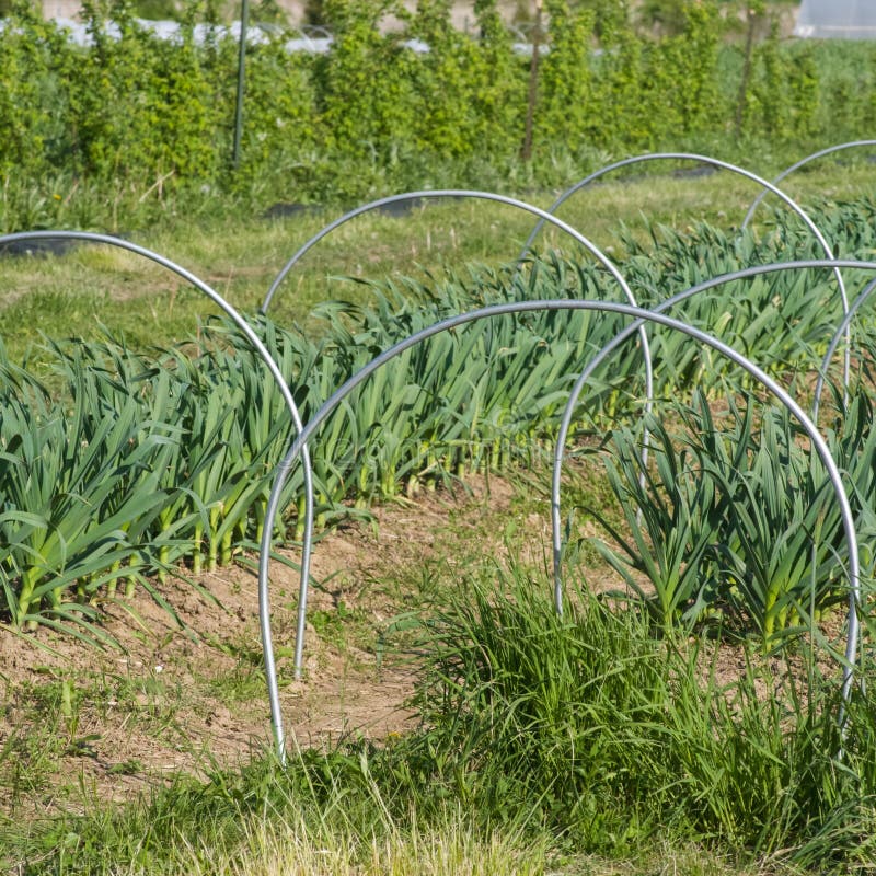 Uncovered Garden Hoops Over Rows of Organic Vegetables Stock Image ...