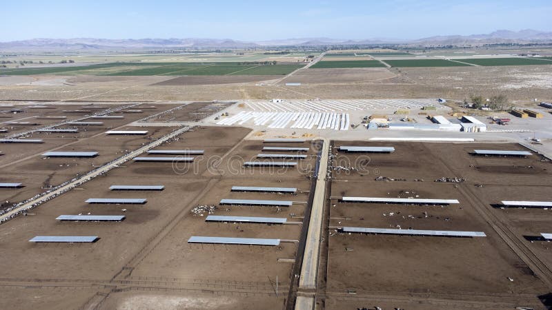 Uncrowded Dairy Farm with Wide Open Clean Spaces Stock Image - Image of ...