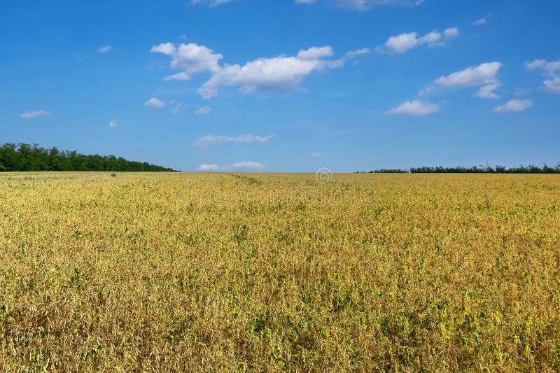 Uncultivated Agricultural Field with Weeds Stock Image - Image of ...