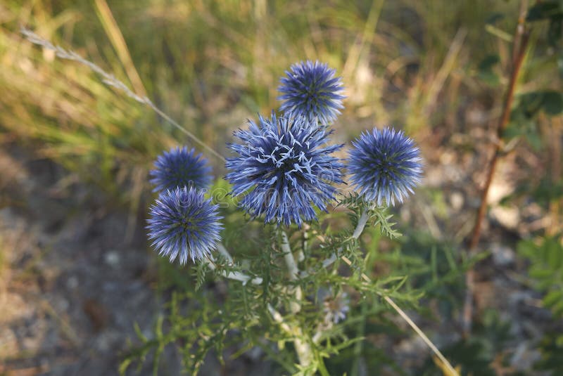 Sharp Branch and Purple Flowers of Echinops Ritro Stock Image - Image ...