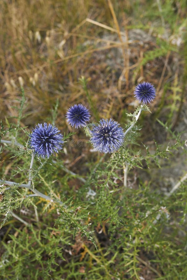 Sharp Branch and Purple Flowers of Echinops Ritro Stock Photo - Image ...