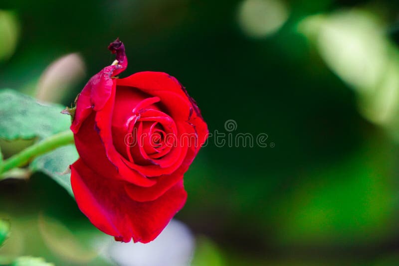 Uncultivated Red Rose Close Up View Stock Image - Image of card, flora ...
