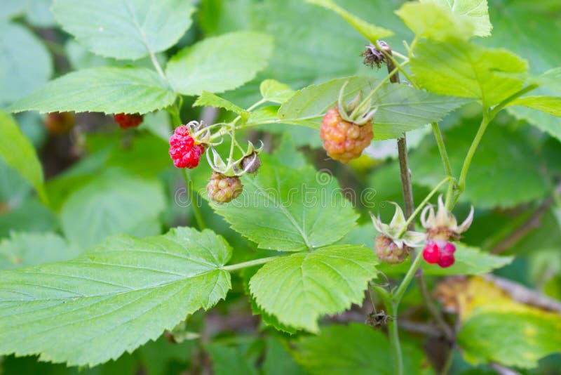 Wild raspberries in forest stock photo. Image of paper - 120557528