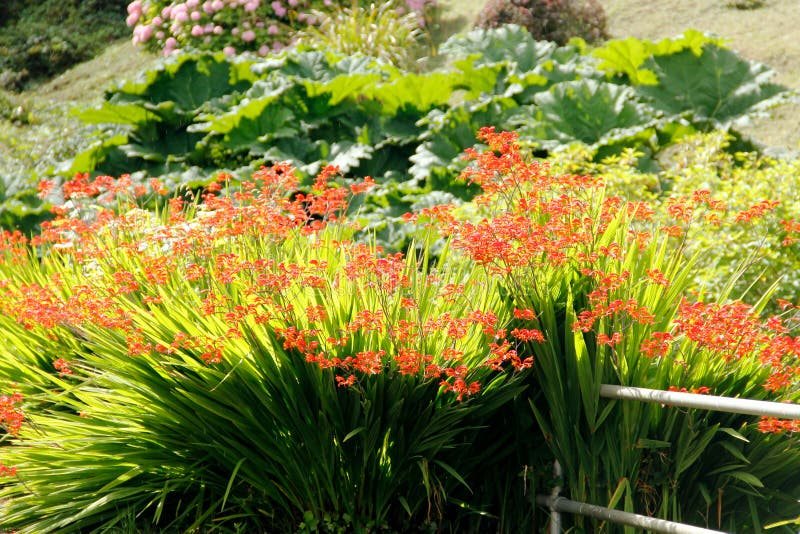 Uncus Xiphioides is a Species of Rush Stock Image - Image of rush ...