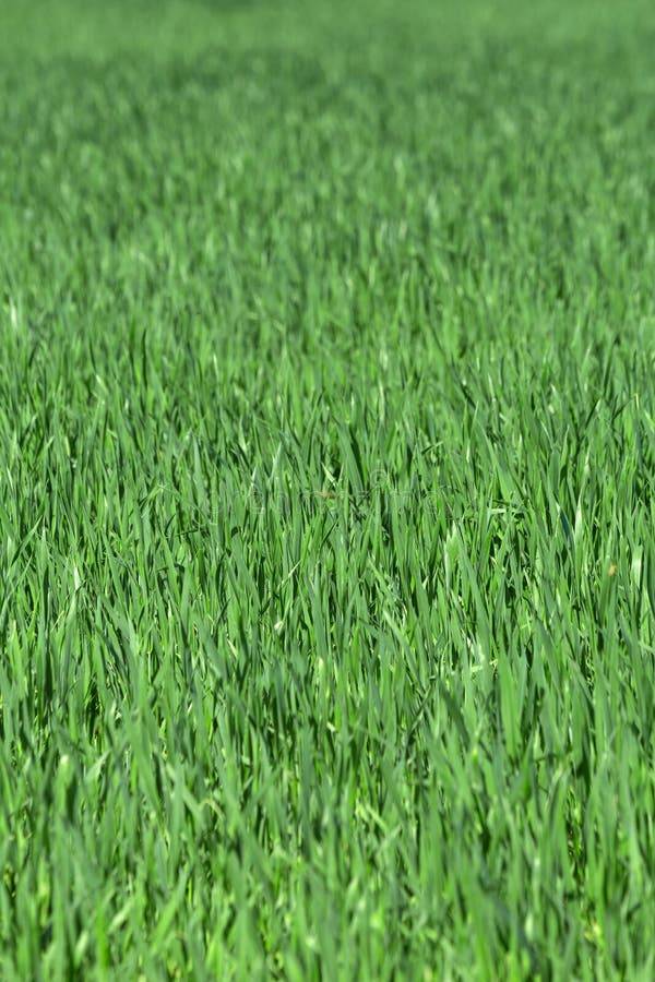 Uncut Green Grass. Texture of the Grass. Vertical. Stock Image - Image ...