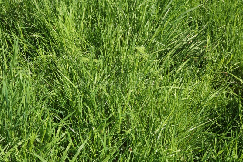 Uncut Lawn Showing Long Blades Grass in Sunlight Stock Photo - Image of ...