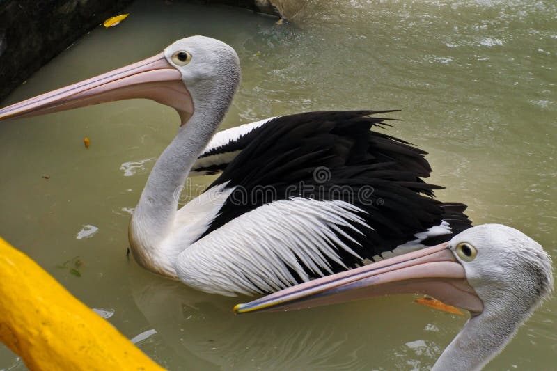 Undan Kacamata or Pelecanus Conspicillatus. Stock Photo - Image of ...
