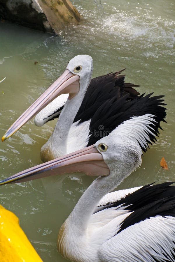 Undan Kacamata or Pelecanus Conspicillatus. Stock Image - Image of ...