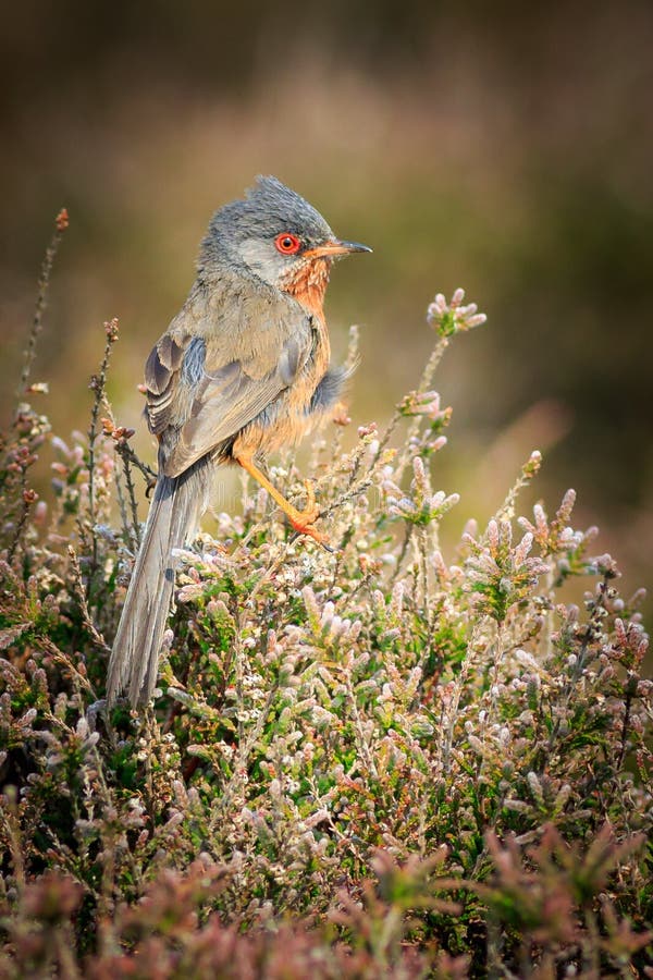 Undata De Sylvia De La Curruca De Dartford Foto de archivo - Imagen de ...