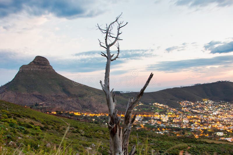 Undead Tree of Lions Head Mountain Stock Photo - Image of landscape ...