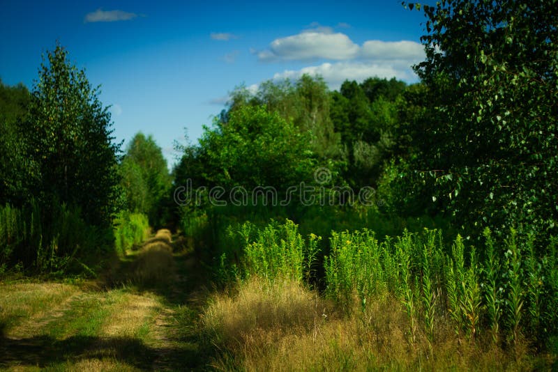 Summer Lush Green Landscape with Ground Path Stock Photo - Image of ...
