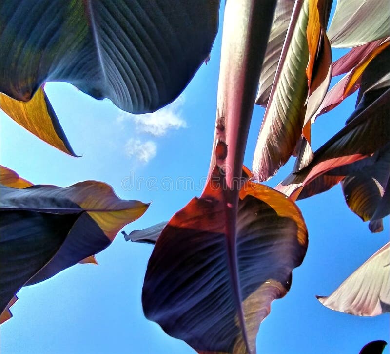 African Arrowroot Canna Indica Orange and Yellow Flower in Bloom. Close ...