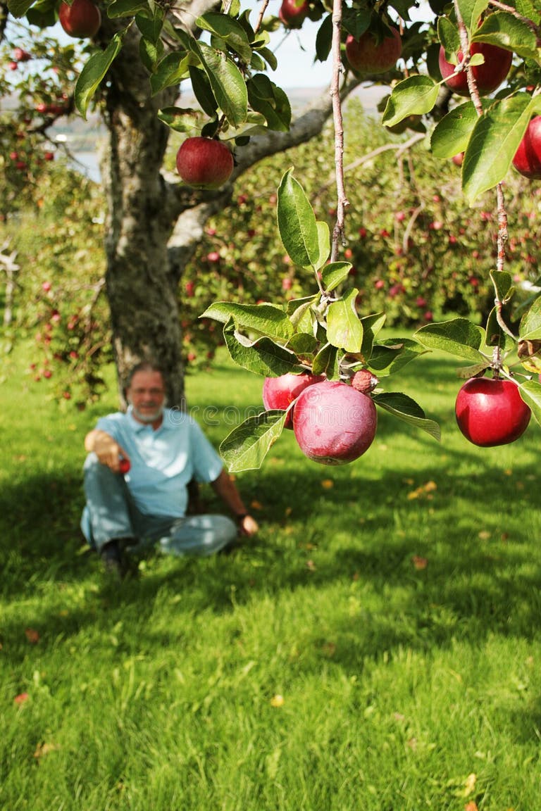 442 Sitting Under Apple Tree Stock Photos - Free & Royalty-Free Stock ...