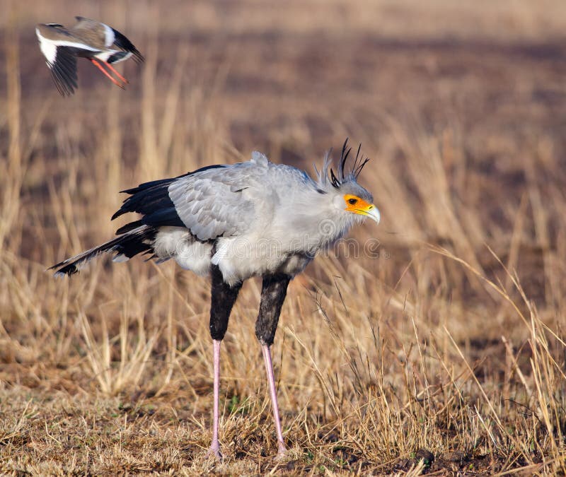 Plover Attacks Stock Photos - Free & Royalty-Free Stock Photos from ...