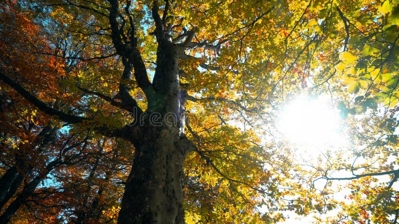 Under autumn forest tree stock image. Image of germany - 107879921