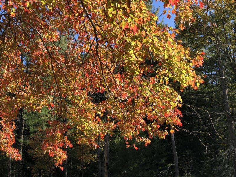 Under the autumn leaves stock photo. Image of colorful - 162347174