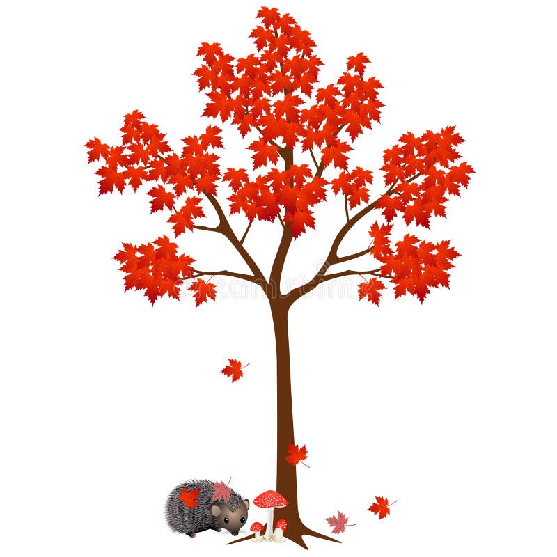 Under the Autumn Maple Tree Hedgehog with Leaves on a White Background ...