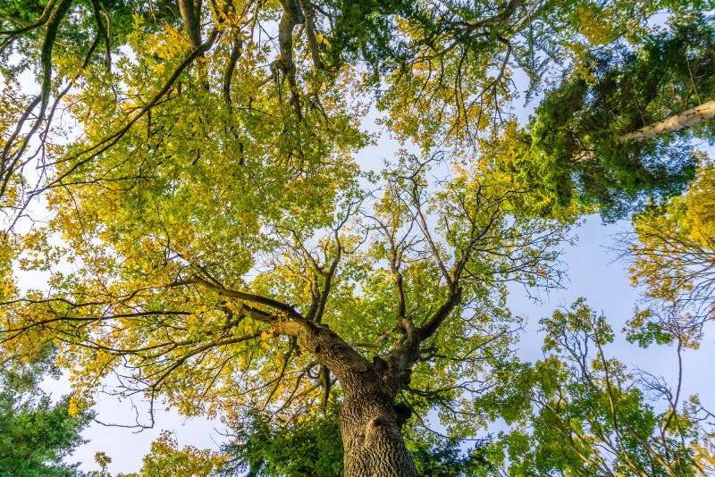 Under Autumn Trees stock photo. Image of nature, trees - 167072786