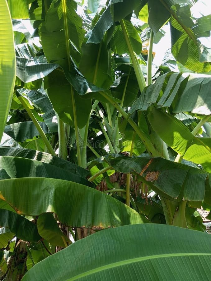 Under bananas tree stock image. Image of tree, tropical - 311961441