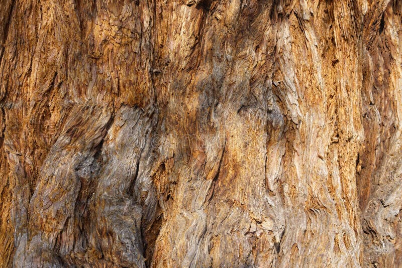 Bark of a Redwood stock photo. Image of pattern, bark - 57329986