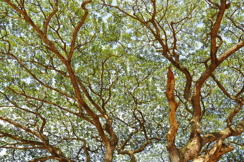 Under the big tree stock image. Image of outdoor, lush - 30958315